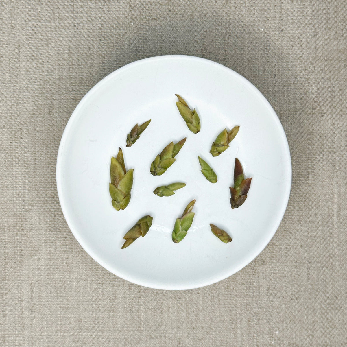 Dragon Tails– Companion Tea